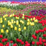 Private Tour to Tulips, Keukenhof, Windmills & Cheese Farm - Practical Aspects: What You Need to Know