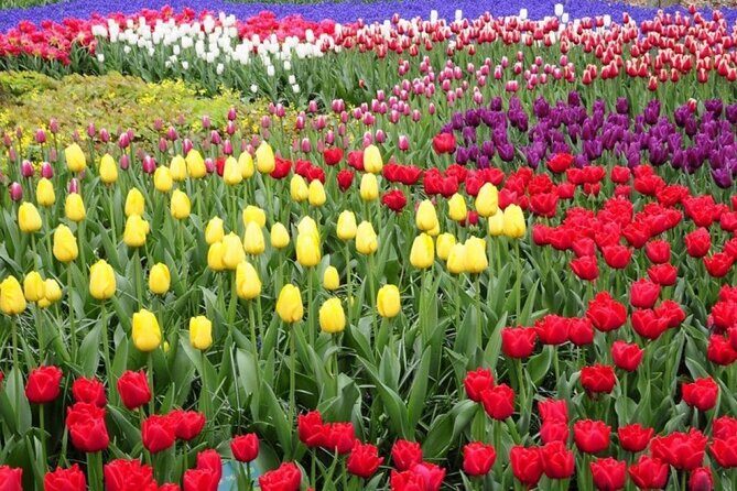 Private Tour to Tulips, Keukenhof, Windmills & Cheese Farm - Practical Aspects: What You Need to Know