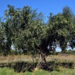 Private Tour:Visit of Agricultural Farm and free time in Olympia - Authentic Experiences and Traveler Feedback