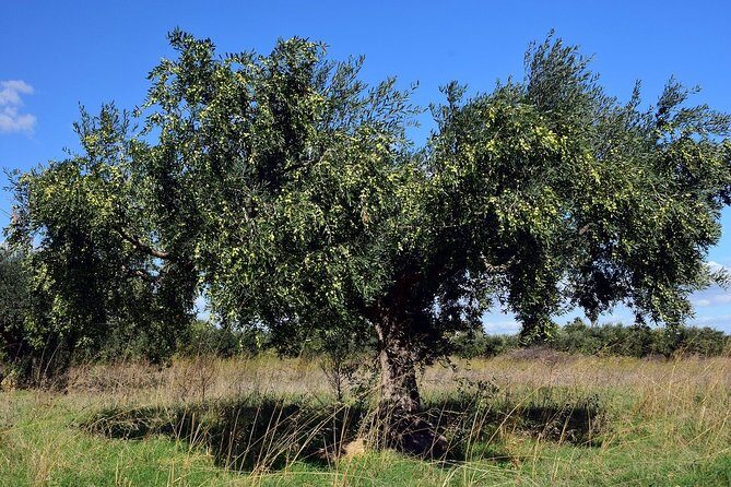 Private Tour:Visit of Agricultural Farm and free time in Olympia - Authentic Experiences and Traveler Feedback