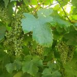 Private Txakoli Wine Tour through the Coast from San Sebastian - What’s Included and What’s Not