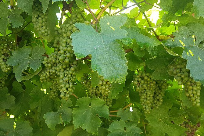 Private Txakoli Wine Tour through the Coast from San Sebastian - What’s Included and What’s Not