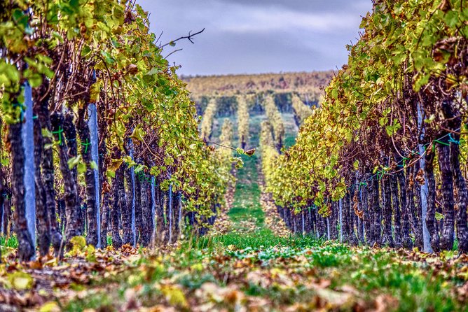 Private Valpolicella Day Trip from Venice: Wine Tasting and Verona - An In-Depth Look at the Valpolicella Day Trip Experience