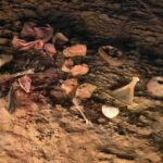 Private visit Altamira Museum and Neocave: the fascination of prehistory - Final thoughts