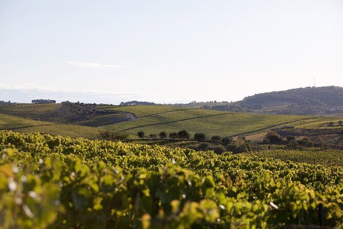 Private visit with wine tasting in Alijó Douro - Why This Tour is a Great Choice