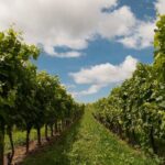 Private Walking Tour in Baden Neuweirs Vineyard - Why This Tour Is A Great Choice