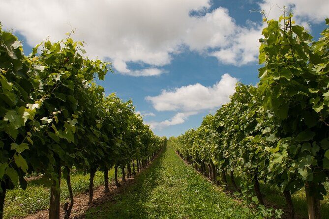 Private Walking Tour in Baden Neuweirs Vineyard - Why This Tour Is A Great Choice
