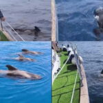 Private Whales & Dolphins Excursion: for you exclusively! - Highlights of the Experience