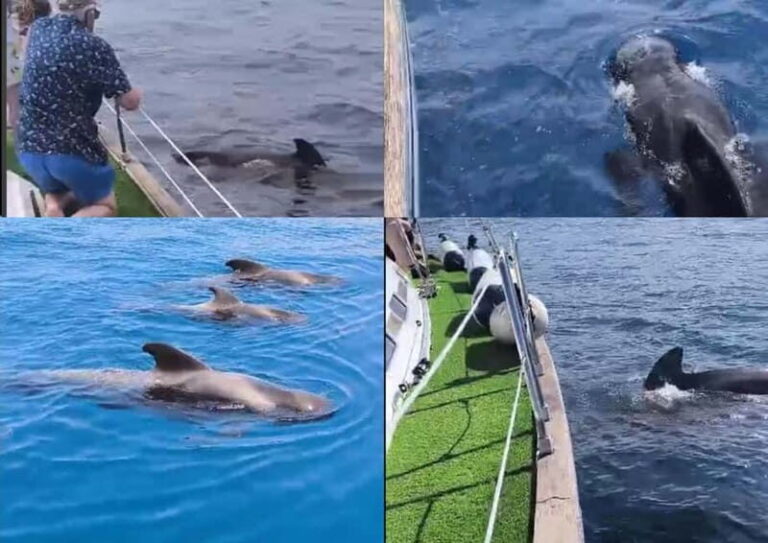 Private Whales & Dolphins Excursion: for you exclusively! - Highlights of the Experience
