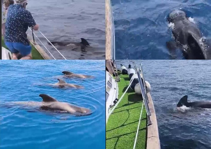 Private Whales & Dolphins Excursion: for you exclusively! - Highlights of the Experience