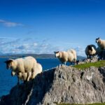 Private Wild Atlantic Day Tour from Cork - What’s on the Itinerary? A Closer Look