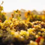 Private Wine Tasting Experience in Athens - The Experience from Visitors’ Perspectives