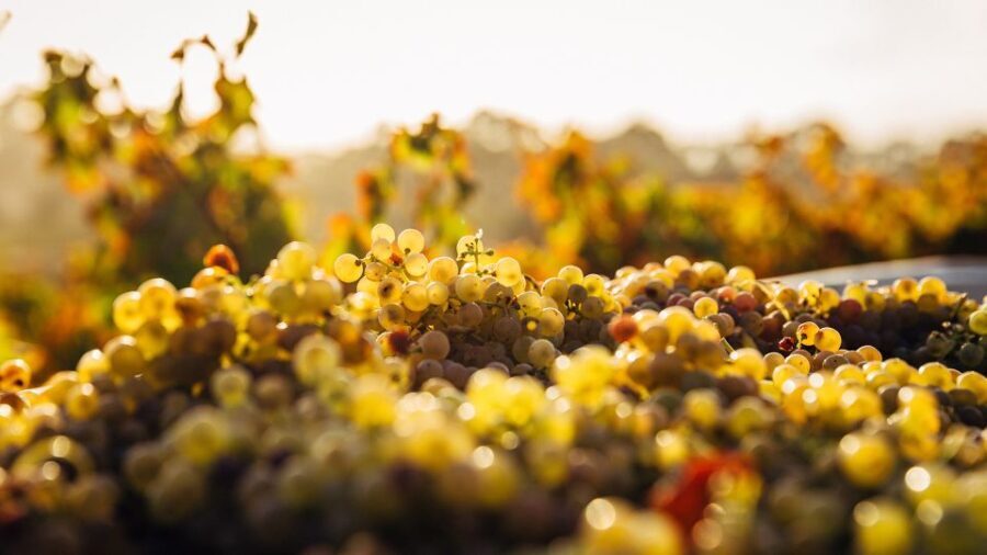 Private Wine Tasting Experience in Athens - The Experience from Visitors’ Perspectives