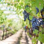 Private Wine Tasting Experience of Greek Awarded Wines at Athens Wine Suburb - A Closer Look at the Itinerary