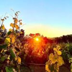 Private Wine Tasting Under The Stars With Sunset Panorama - What Travelers Love About This Tour