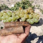 Private Wine Tour in Santorini - Exploring the Itinerary in Detail
