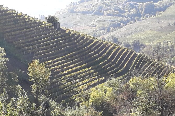 Private Winery and Vineyard Tour with Wine Tasting - Key Points