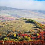 Private winetasting and sightseeing tour to Eger, home to Bull's Blood wine! - What Past Travelers Say