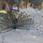 Private:Filerimos Hill, Ancient Kamiros,Kritinia Castle Tour - What to Expect at Each Stop