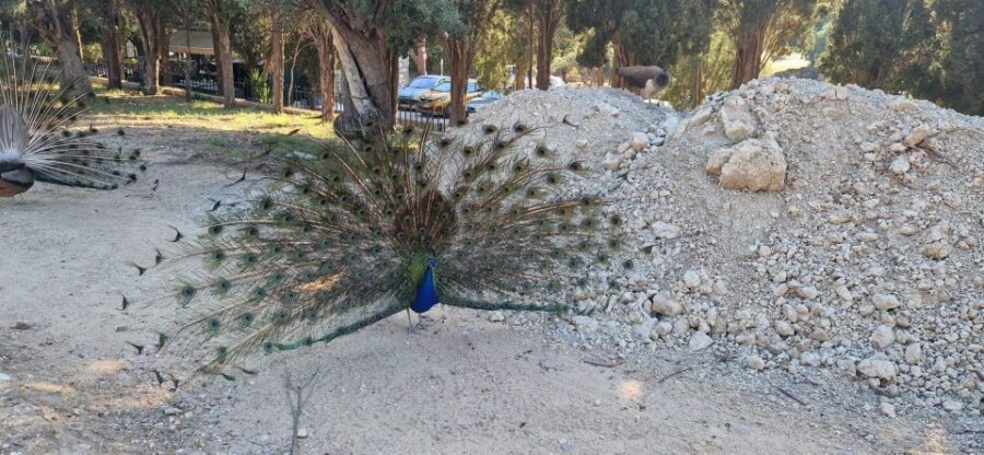 Private:Filerimos Hill, Ancient Kamiros,Kritinia Castle Tour - What to Expect at Each Stop