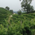Prosecco Wine Tasting Tour. Half Day. From Venice - Practical Details and Logistics