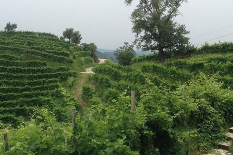 Prosecco Wine Tasting Tour. Half Day. From Venice - Practical Details and Logistics