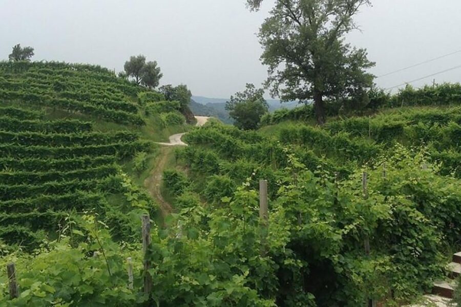 Prosecco Wine Tasting Tour. Half Day. From Venice - Practical Details and Logistics