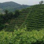 Prosecco Wine Tour With Tiramisu' From Venice - An In-Depth Look at the Prosecco Wine Tour From Venice