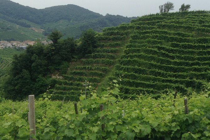 Prosecco Wine Tour With Tiramisu' From Venice - An In-Depth Look at the Prosecco Wine Tour From Venice