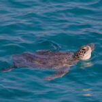 Protaras:Cape Greco, Turtle Cove & Blue Lagoon Sunset Cruise - What Makes This Tour Stand Out?