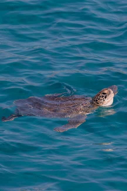 Protaras:Cape Greco, Turtle Cove & Blue Lagoon Sunset Cruise - What Makes This Tour Stand Out?