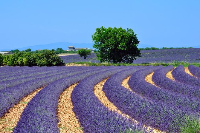 Provence Lavender Fields Tour In Valensole from Marseille - Provence Lavender Fields Tour In Valensole from Marseille: A Deep Dive