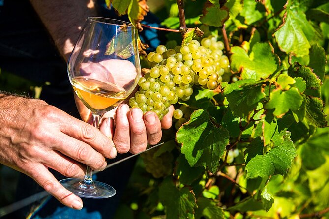 Provence Organic Wine Tasting Half Day Tour from Nice - Introduction