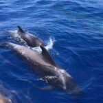 Puerto Colon: Whale and Dolphin Watching Yacht Trip - Who Will Love This Tour?