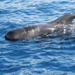 Puerto Colon : Whale & Dolphins Sailing Excursion - Practical Details and Why They Matter
