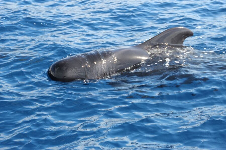 Puerto Colon : Whale & Dolphins Sailing Excursion - Practical Details and Why They Matter