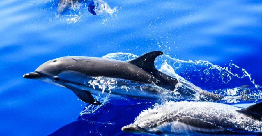 Puerto del Carmen: Dolphin-Watching Speedboat Tour with Swim - The Itinerary Breakdown