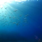 Puerto del Carmen: Try Scuba Diving from the beach - The Itinerary Breakdown
