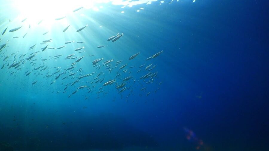 Puerto del Carmen: Try Scuba Diving from the beach - The Itinerary Breakdown
