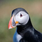 Puffin & Gufufoss Waterfall Tour from Seydisfjordur Port - Practical Details and Value
