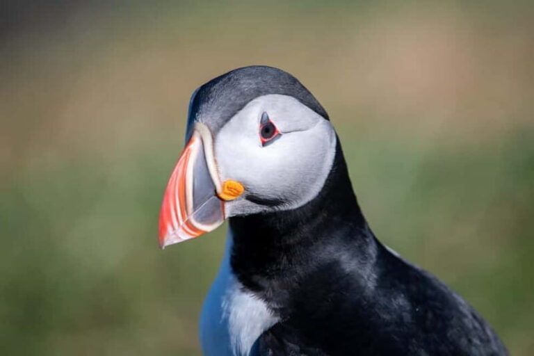 Puffin & Gufufoss Waterfall Tour from Seydisfjordur Port - Practical Details and Value