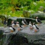 Puffin Watching Speedboat Express - Is It Worth the Price?