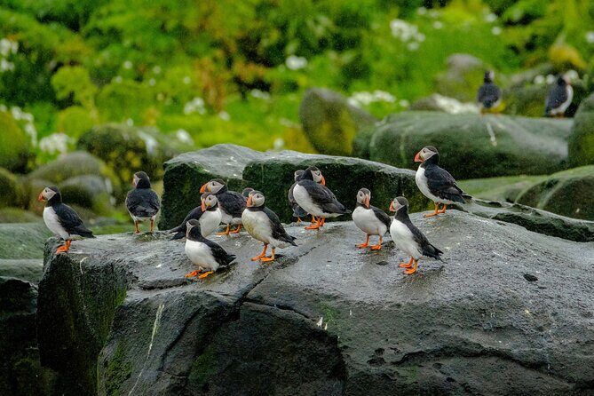 Puffin Watching Speedboat Express - Is It Worth the Price?
