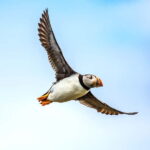 Puffin Watching Yacht Cruise from Downtown Reykjavík - An In-Depth Look at the Tour Experience