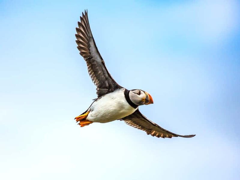 Puffin Watching Yacht Cruise from Downtown Reykjavík - An In-Depth Look at the Tour Experience