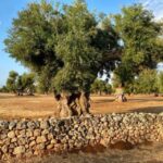 Puglia: Olive Oil Tasting Experience with Olive Grove Walk - Practical Details & Value