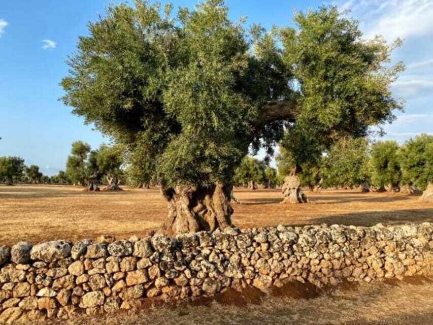 Puglia: Olive Oil Tasting Experience with Olive Grove Walk - Practical Details & Value