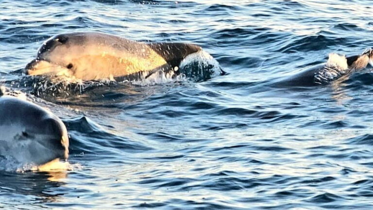Pula: Brijuni National Park Dolphin Watching Tour w/Dinner - The Detailed Breakdown