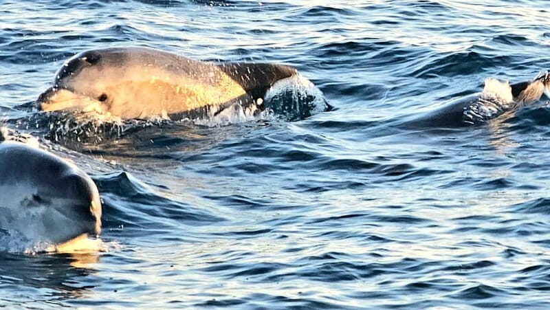 Pula: Brijuni National Park Dolphin Watching Tour w/Dinner - The Detailed Breakdown