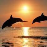 Pula: Brijuni Sunset Dolphin Cruise with Dinner & Drinks - The Real Reviews: Authentic Perspectives